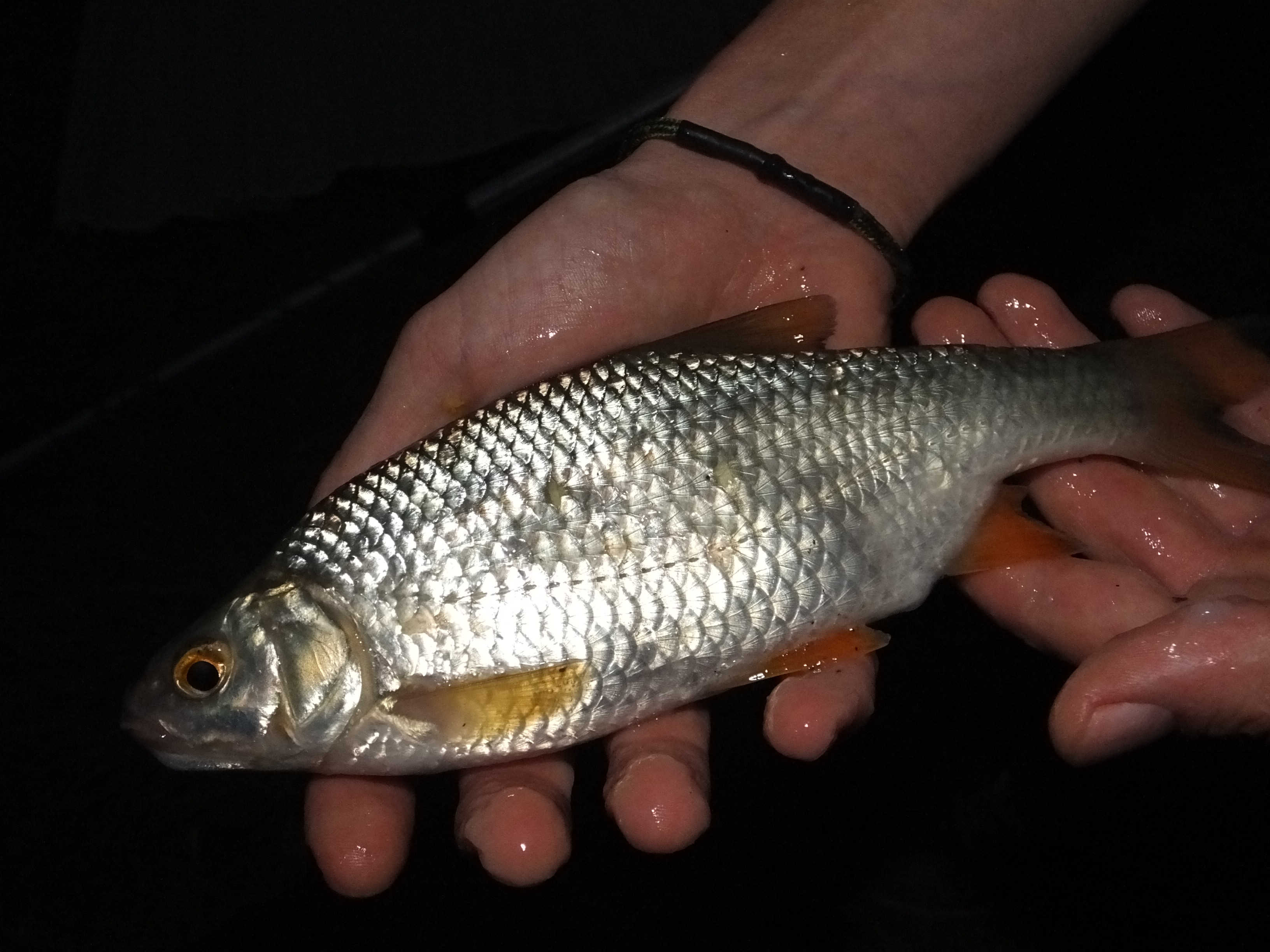 Rotaugen bei Nacht - Fischerjugend