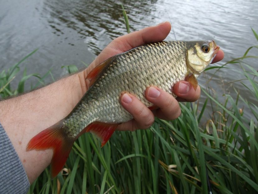 Leckere Weißfische fangen und verwerten - Fischerjugend-Blog