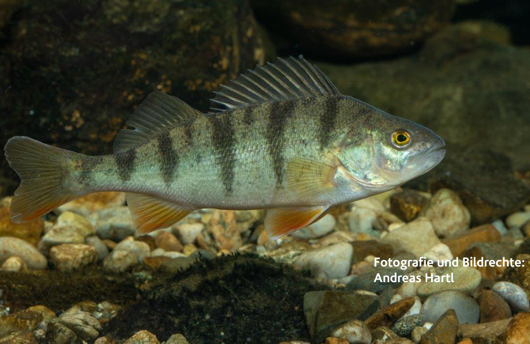 Der Flussbarsch - Fischerjugend
