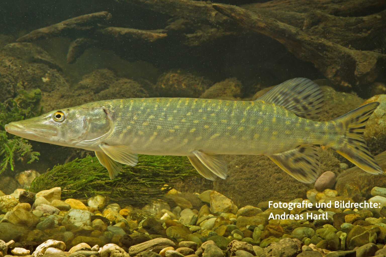 Der Hecht - Fischerjugend